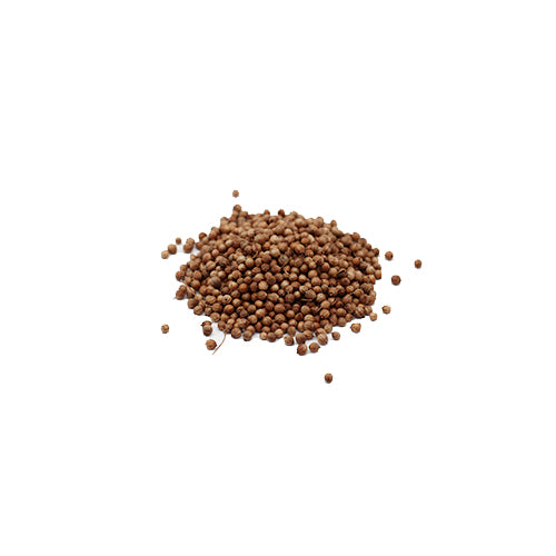 Coriander Whole 1KG – Golden spices